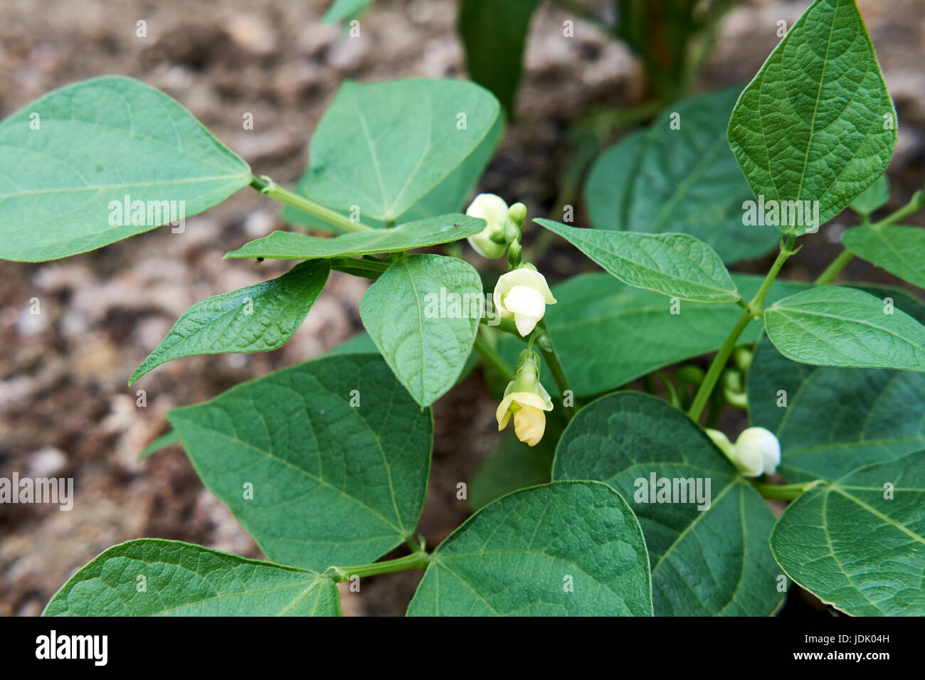 Dwarf beans hi-res stock photography and images - Alamy