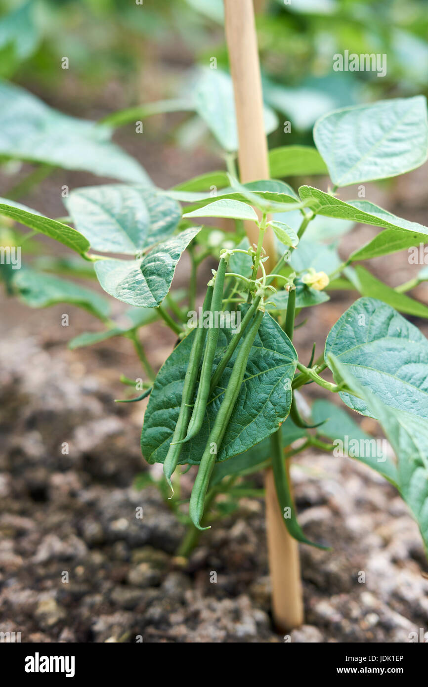 Dwarf Bean plants "Ferrari" growing in compost-rich soil in a vegetable ...