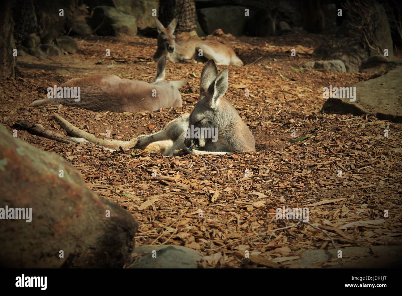 Kangaroo ears hi-res stock photography and images - Alamy