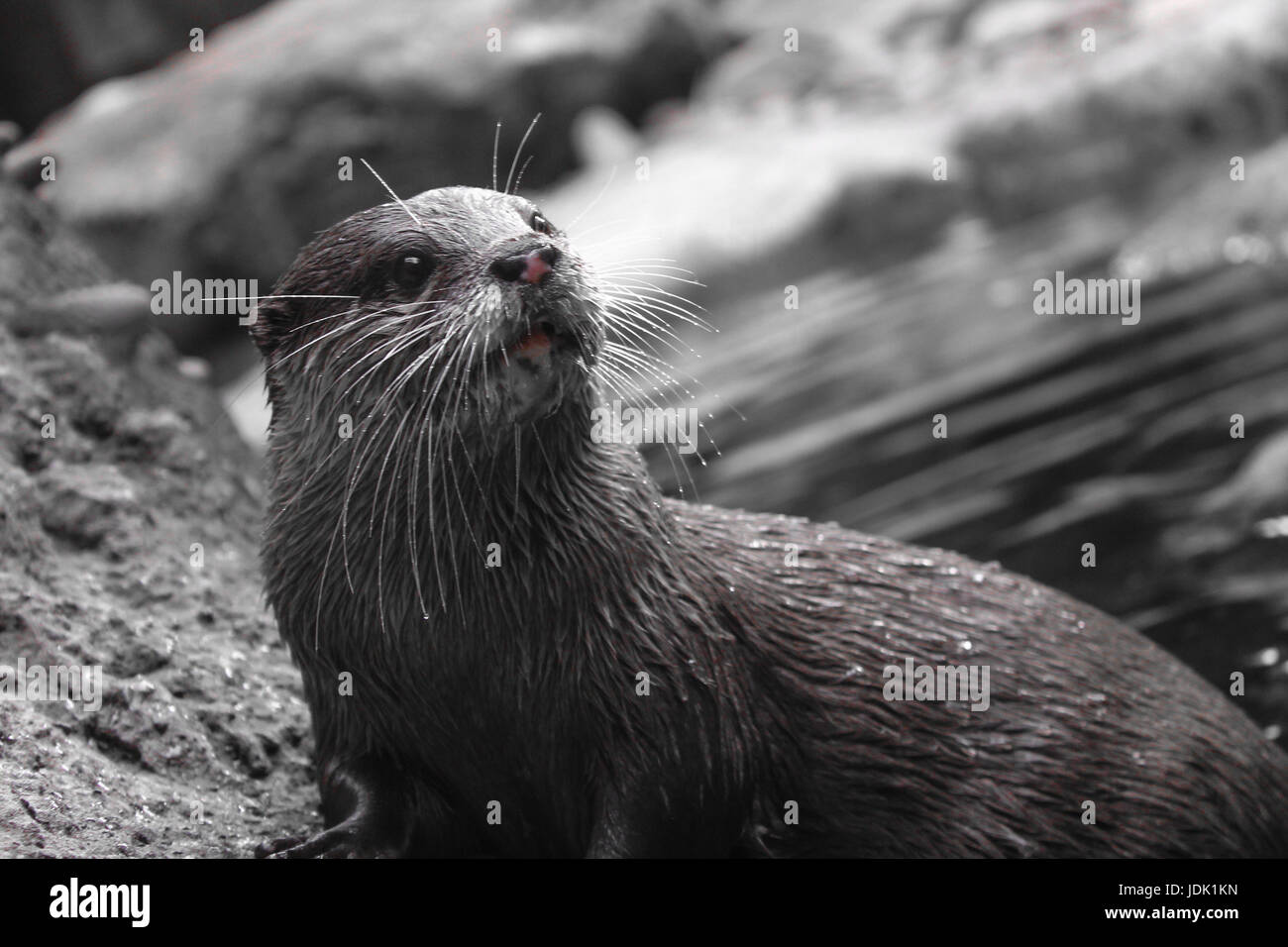 Happy otter hi-res stock photography and images - Alamy