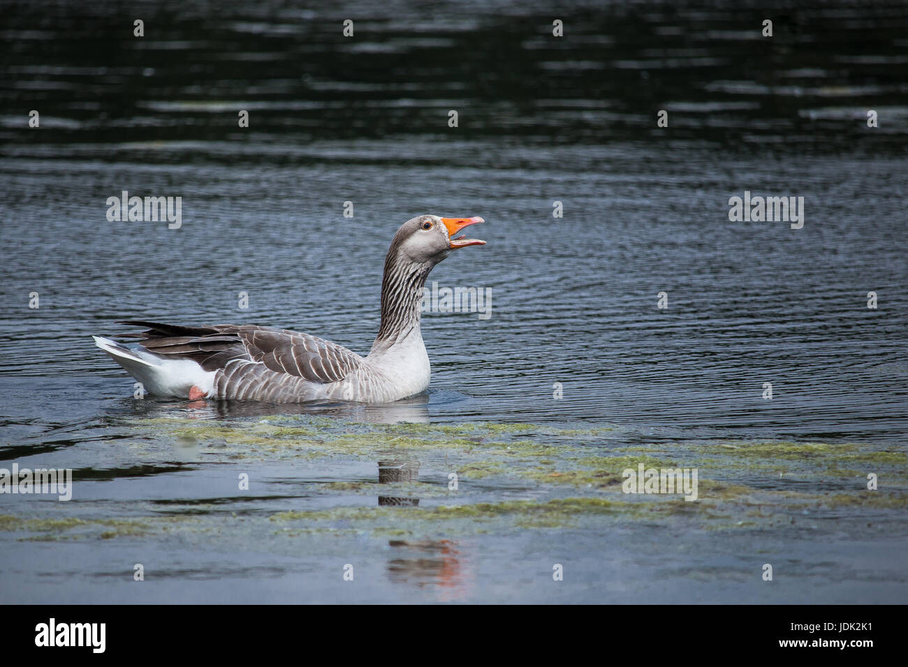 Happy goose hi-res stock photography and images - Alamy