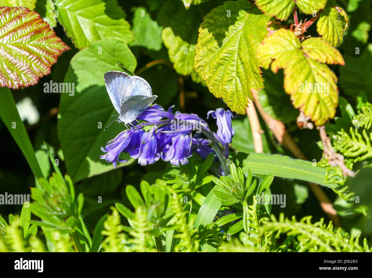 English butterflies hi-res stock photography and images - Alamy