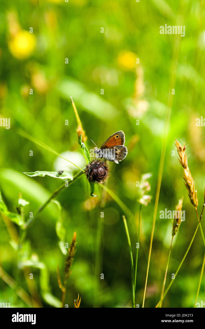Small Brown Butterfly Stock Photos & Small Brown Butterfly Stock Images ...