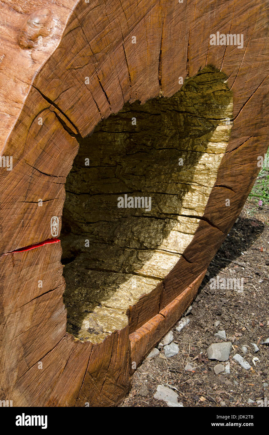 View of strange trunk of a tree Stock Photo - Alamy