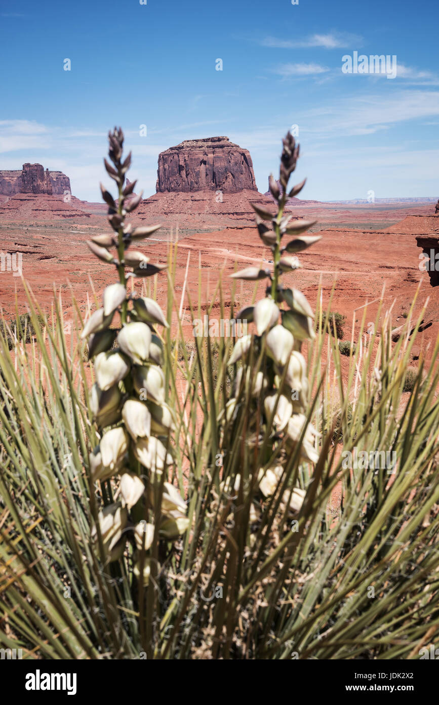 Monument Valley landscape with bizarre desert plants, Utah, USA Stock ...