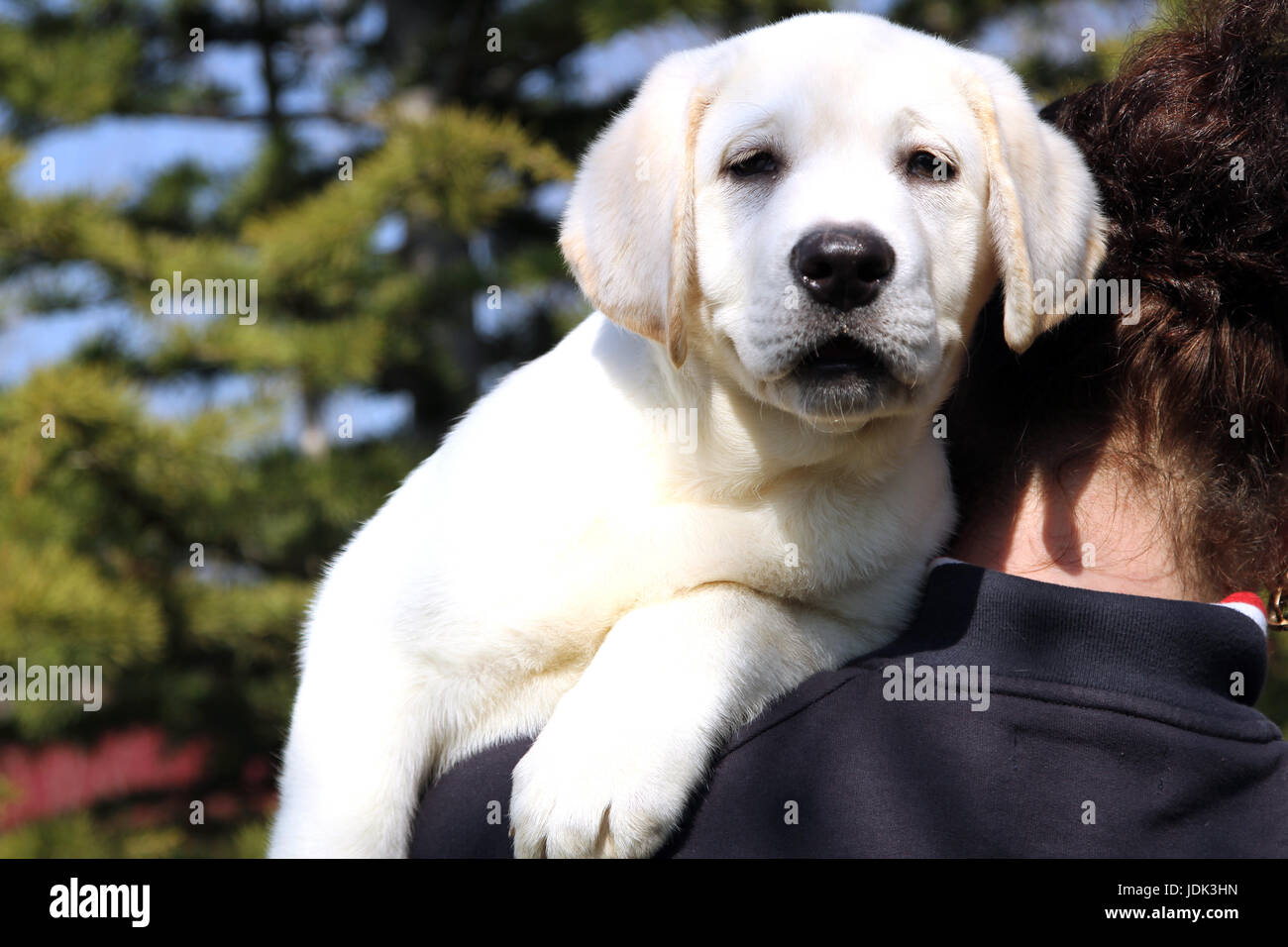 little cute yellow labrador puppy a shoulder of a man Stock Photo - Alamy