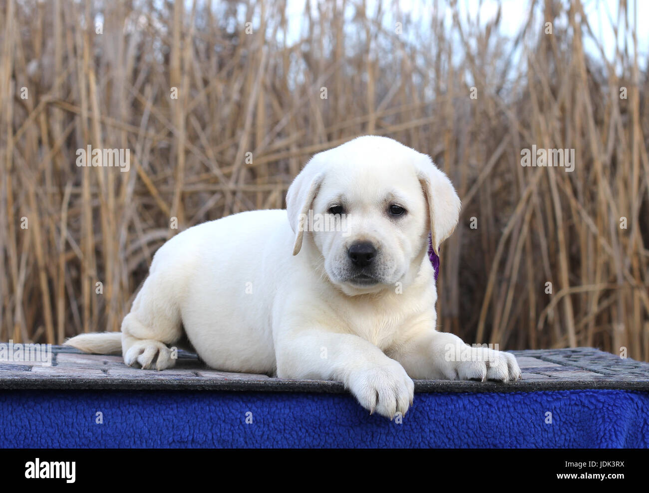 a little cute yellow labrador puppy sitting on blue background Stock ...