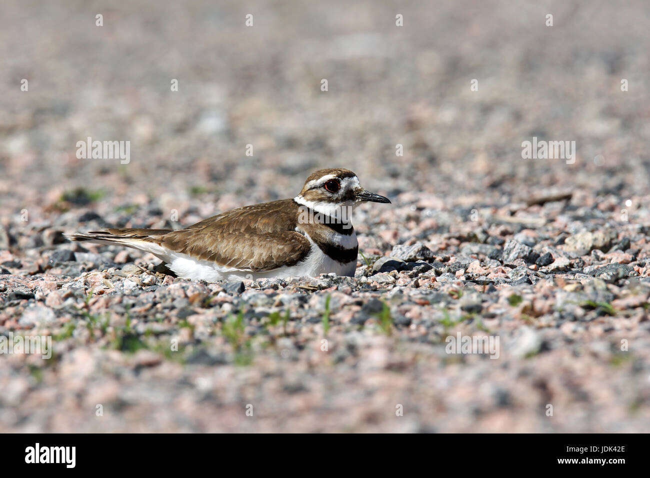 Male and female killdeer hi-res stock photography and images - Alamy