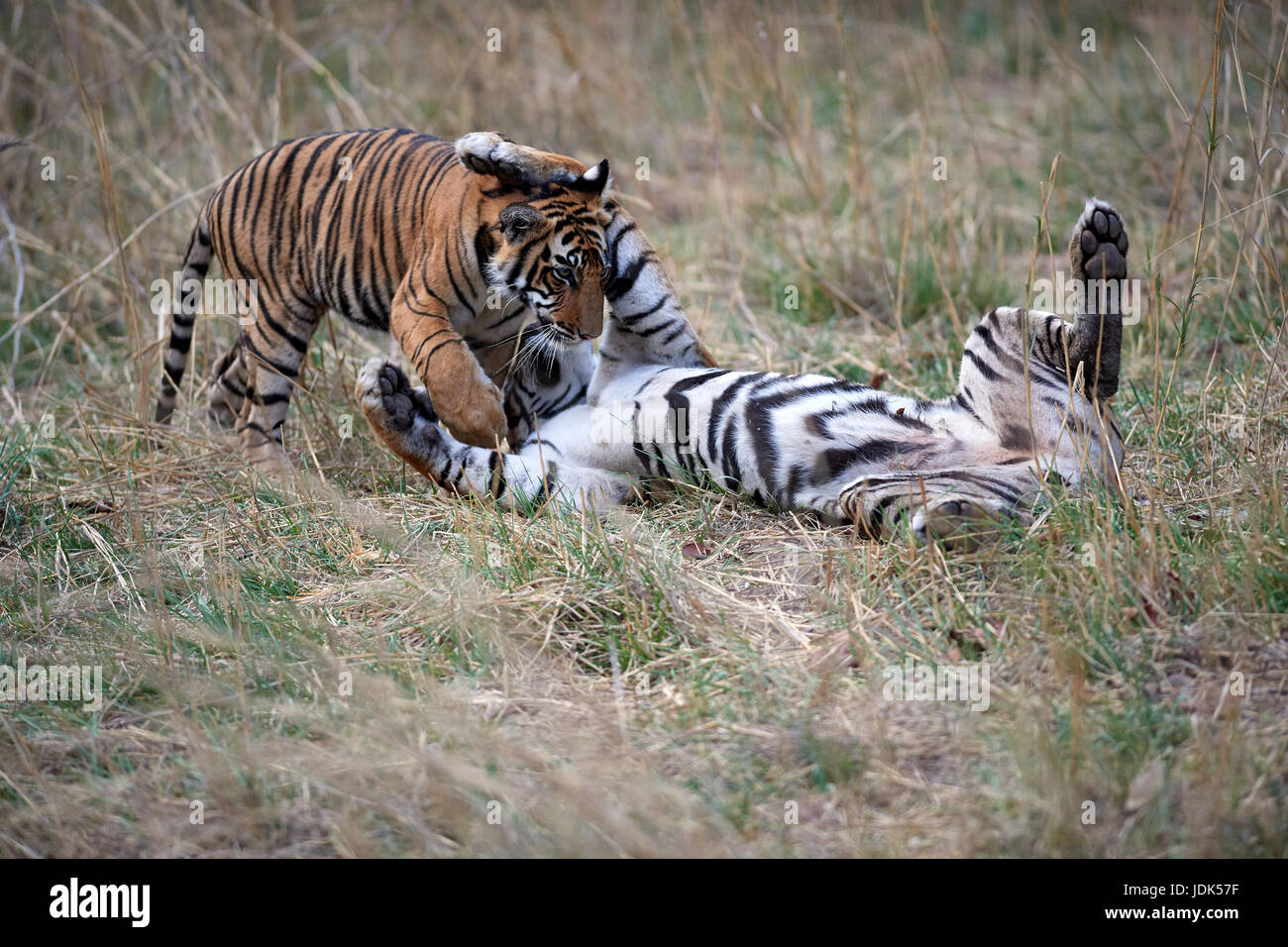 Tiger cubs wrestling hi-res stock photography and images - Alamy