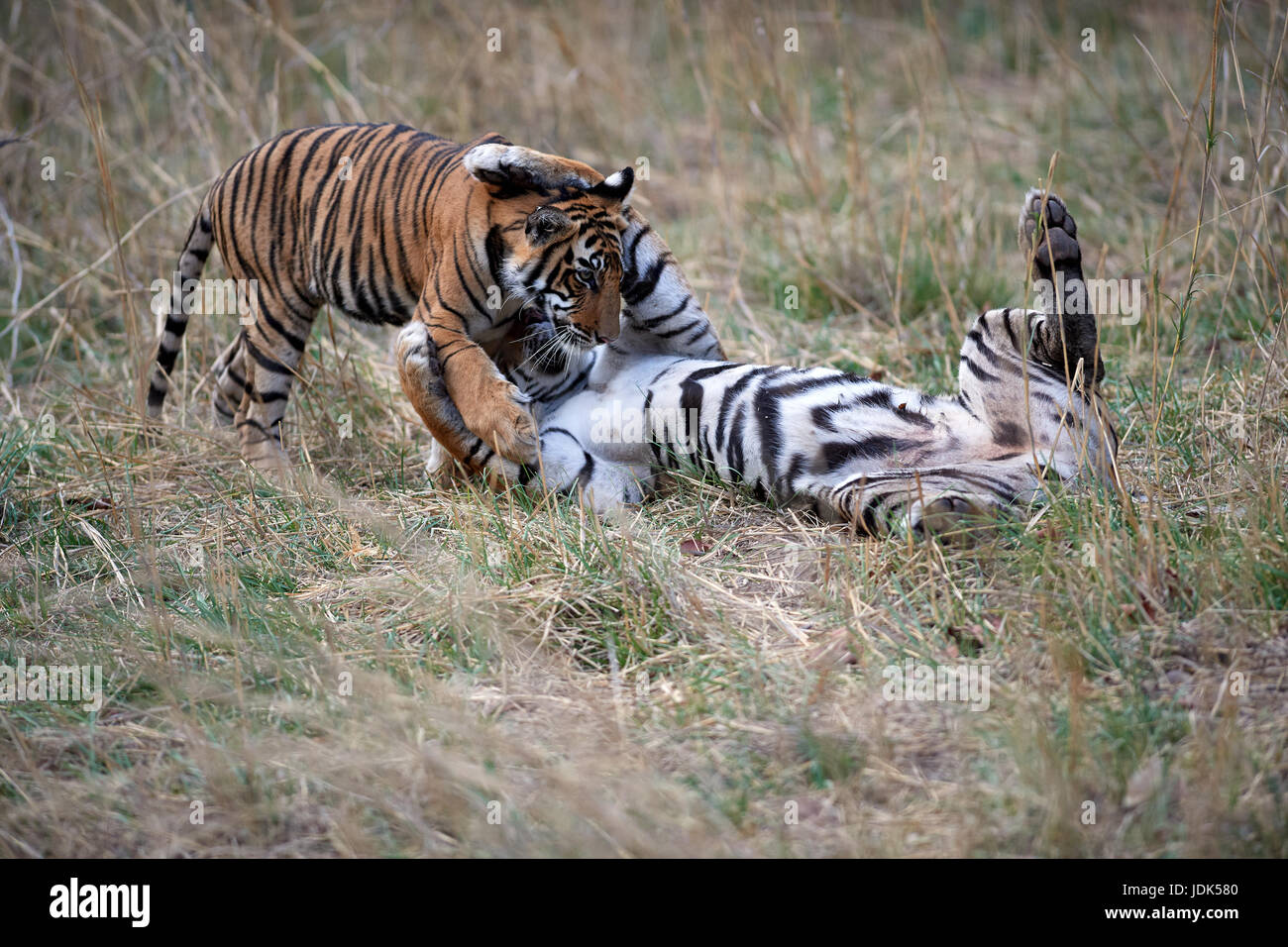 Tiger cubs wrestling hi-res stock photography and images - Alamy