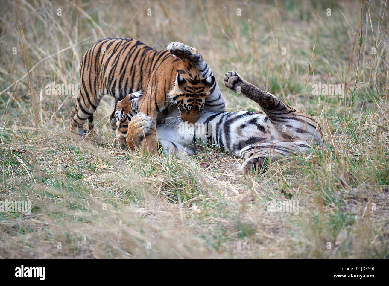 Tiger cub tongue hi-res stock photography and images - Alamy