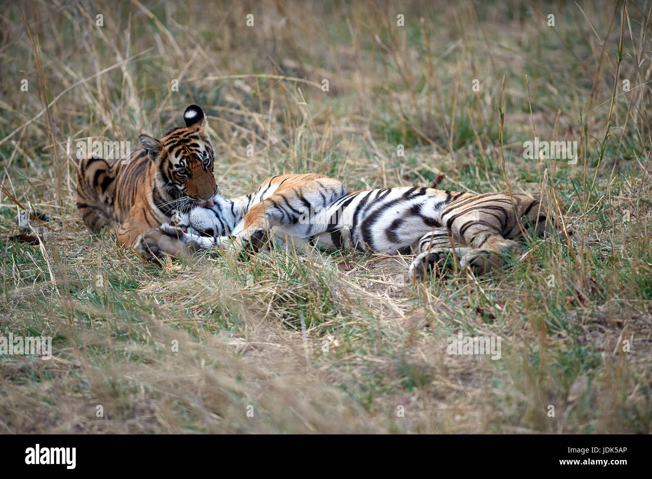 Tiger cubs wrestling hi-res stock photography and images - Alamy