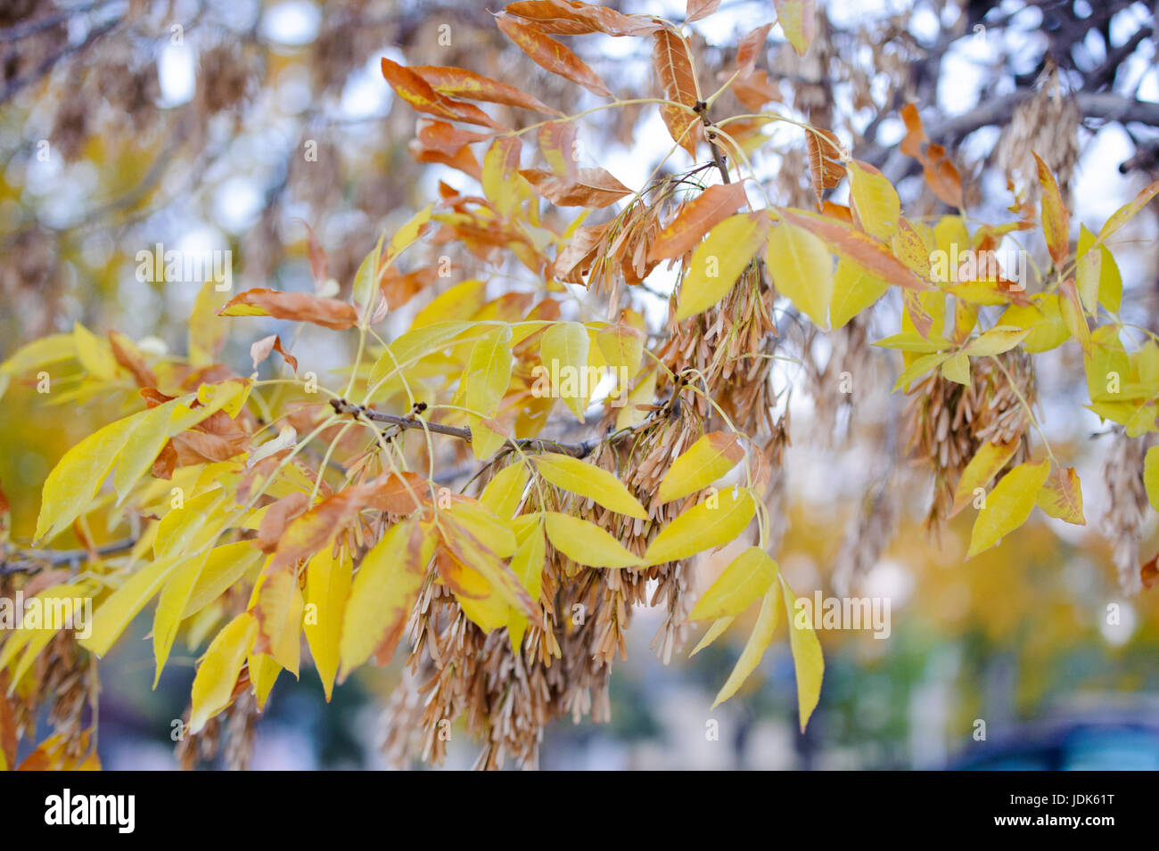 Several leaves hi-res stock photography and images - Alamy
