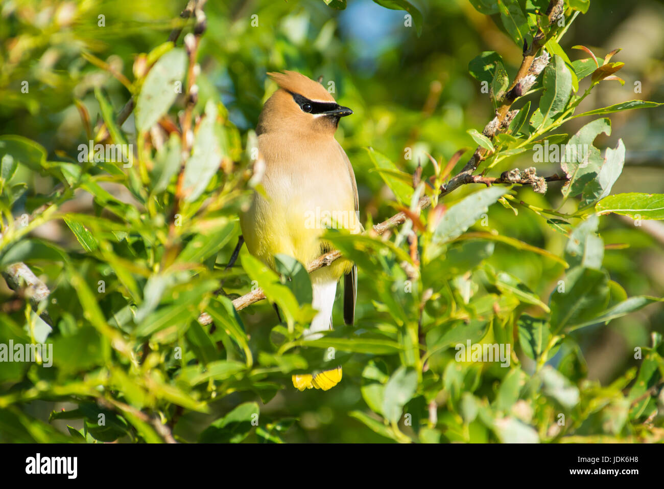 Cedar waxwing (Bombycilla cedrorum) perching in a willow in the Lois ...