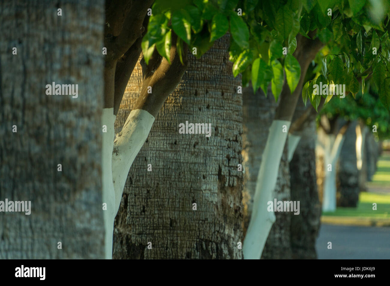 A row of trees Stock Photo - Alamy