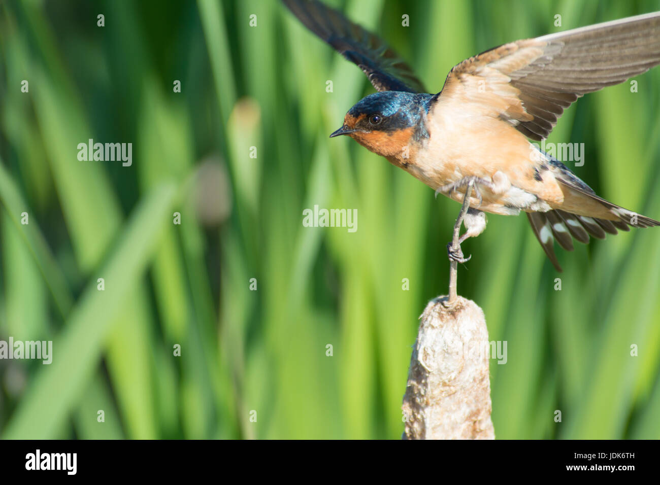 Barn swallow (Hirundo rustica) preparing to fly off of its perch on cat ...