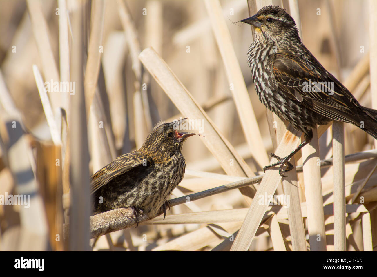 Fledgling red-winged blackbird (Agelaius phoeniceus) begging for food ...