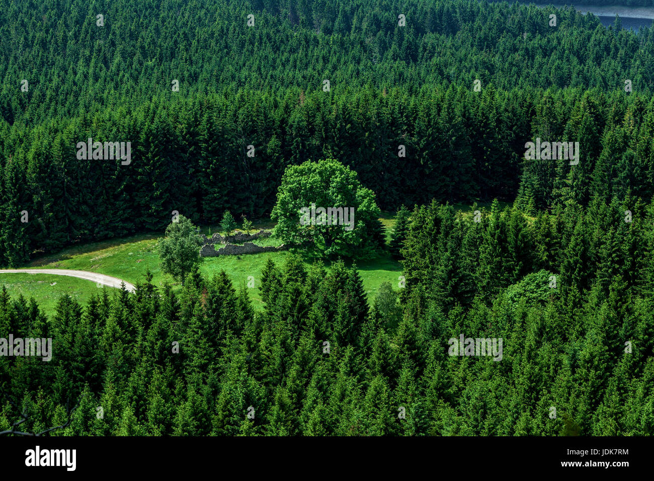Clearing in a forest hi-res stock photography and images - Alamy