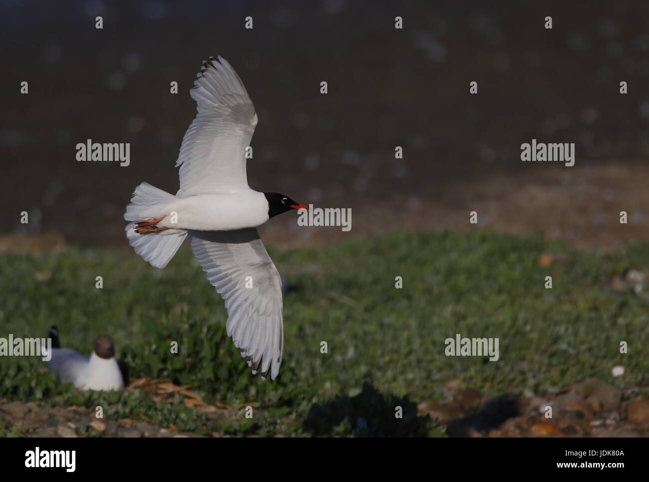 Second summer Mediterranean Gull Stock Photo - Alamy