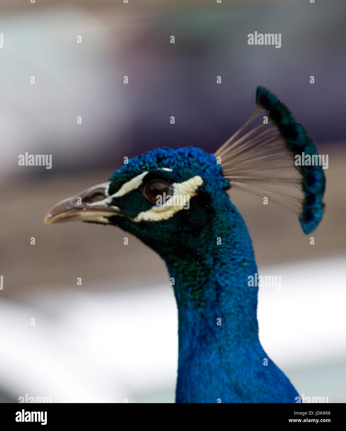 Large peacock hi-res stock photography and images - Alamy