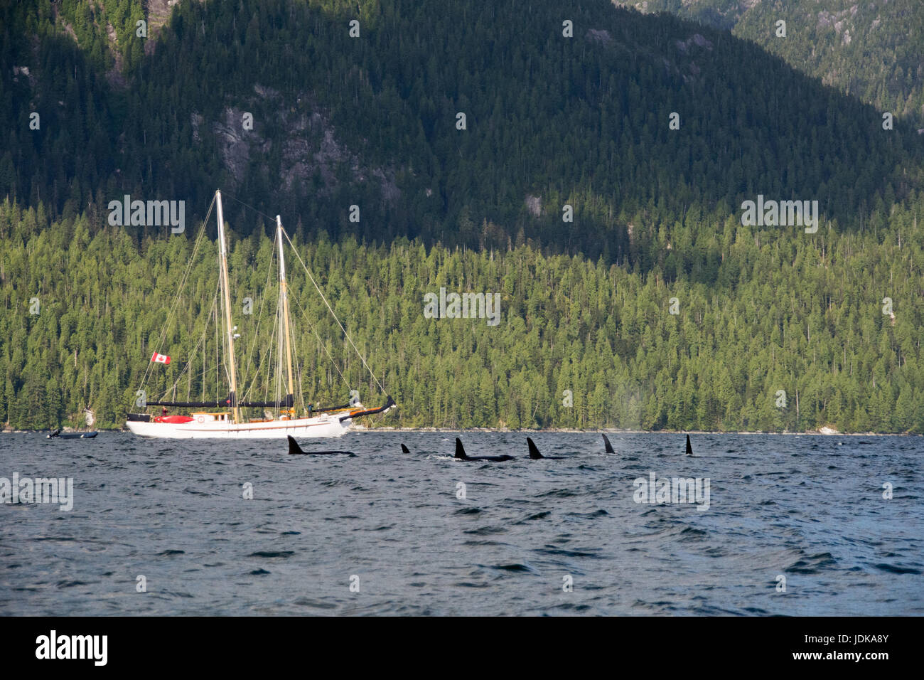 A pod of resident killer whales swimming beside a schooner in Whale ...