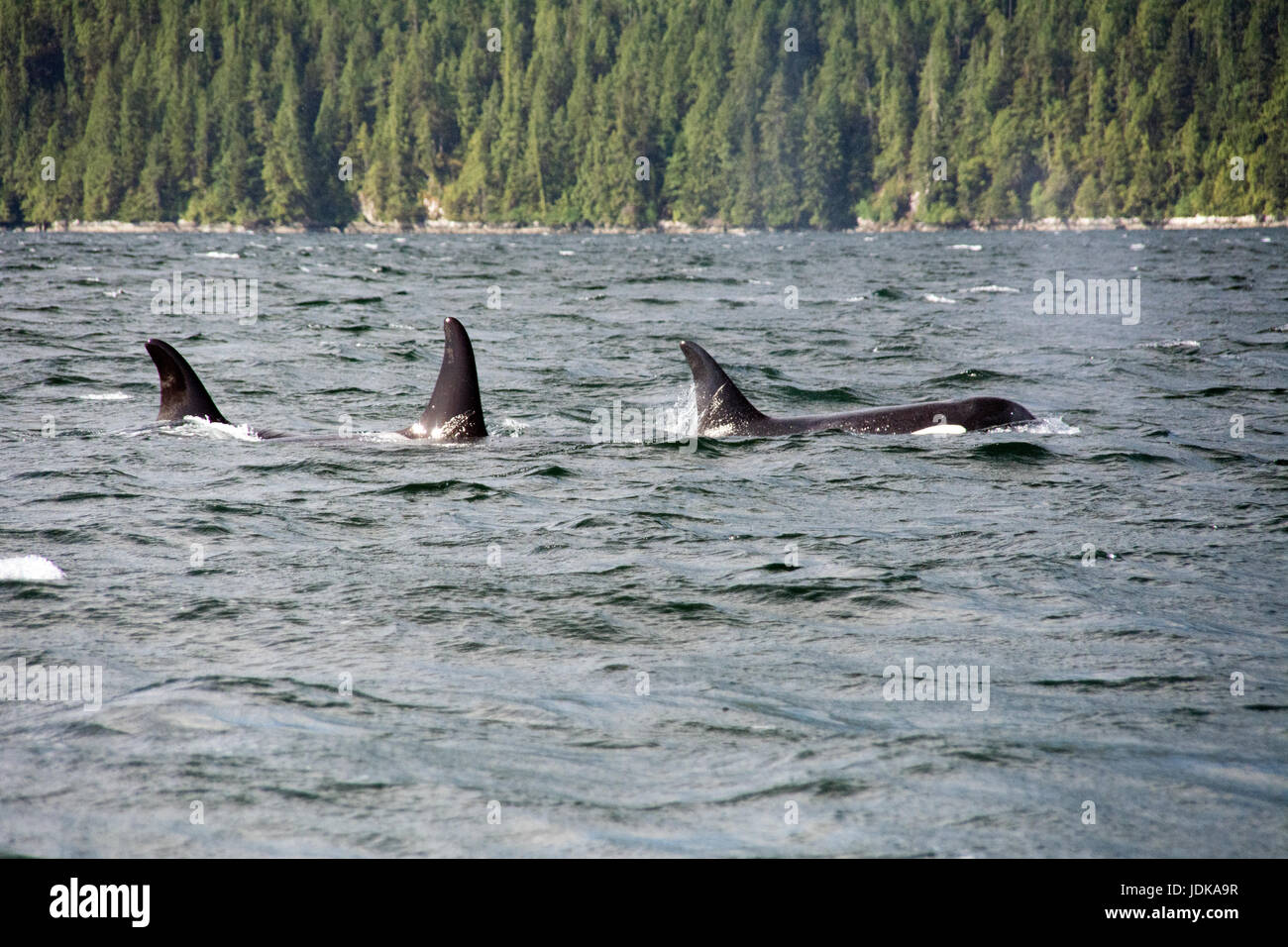 A pod of resident killer whales swimming in Whale Channel, in the Great ...