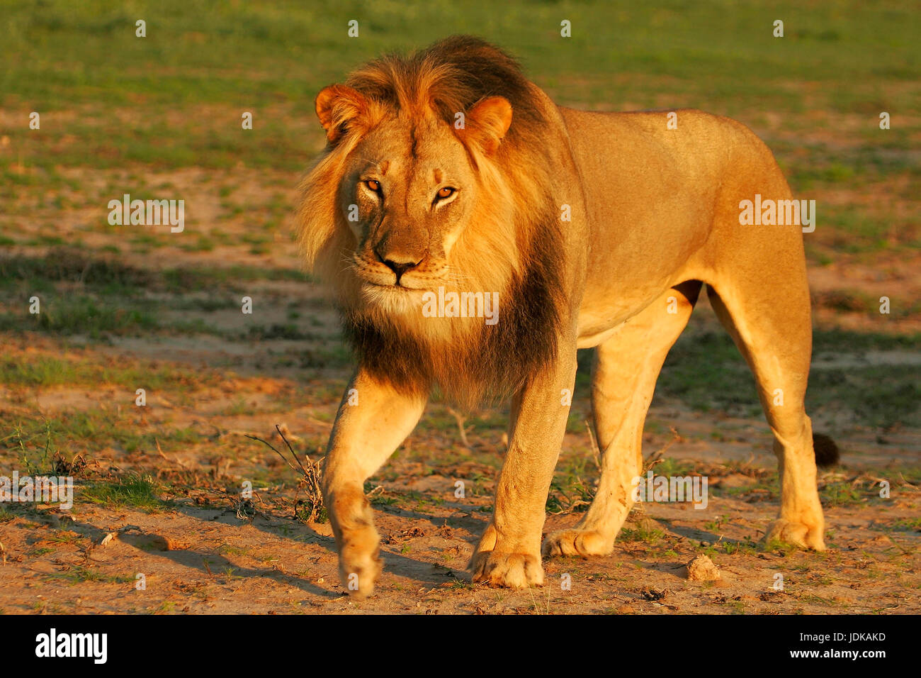 Old lion on food search, Alter Loewe auf Nahrungssuche Stock Photo - Alamy