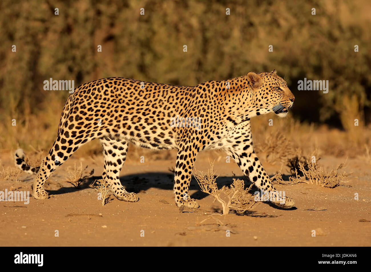Leopard on food search, Leopard auf Nahrungssuche Stock Photo - Alamy