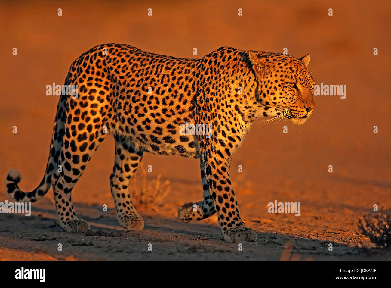 Leopard with food hi-res stock photography and images - Alamy
