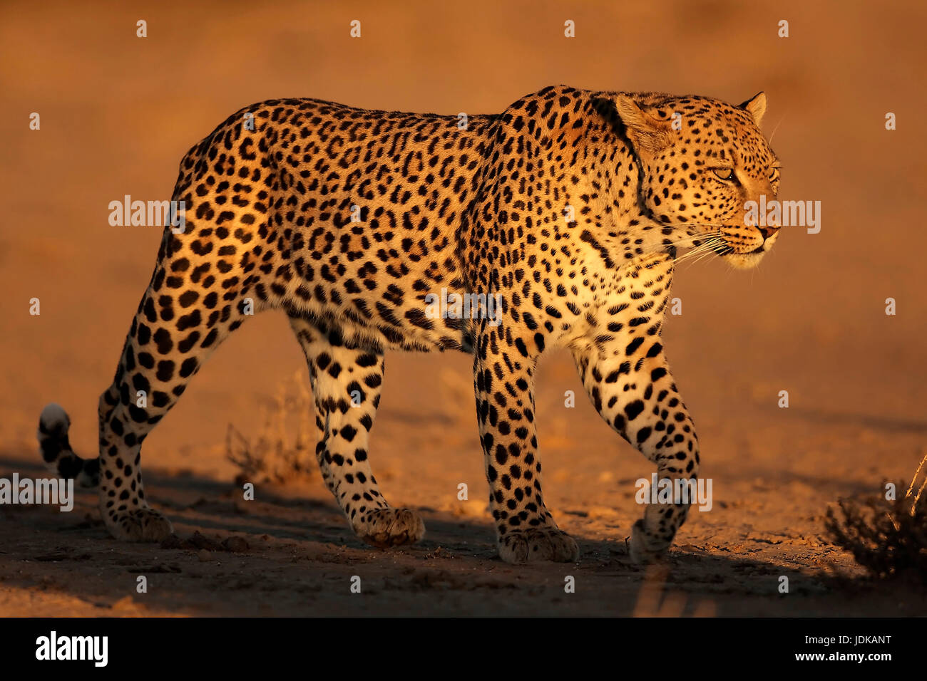 Leopard with food hi-res stock photography and images - Alamy