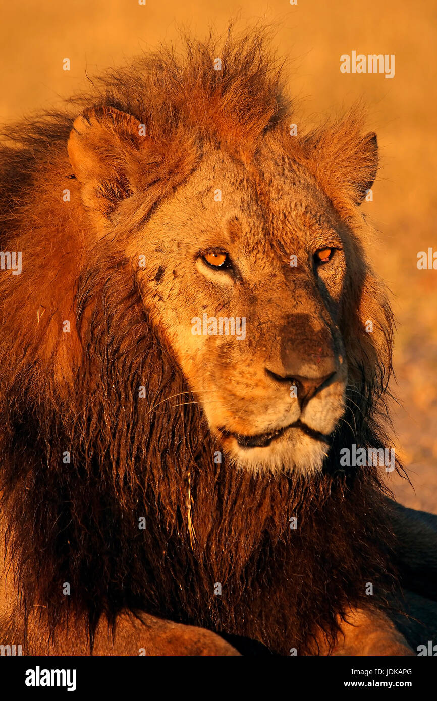 Old lion, portrait, Alter Loewe, Portraet Stock Photo - Alamy