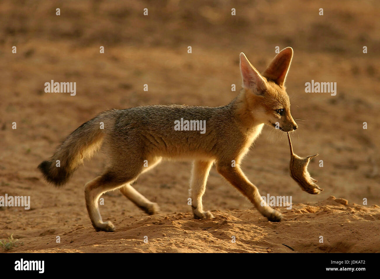 Kalahari mouse hi-res stock photography and images - Alamy