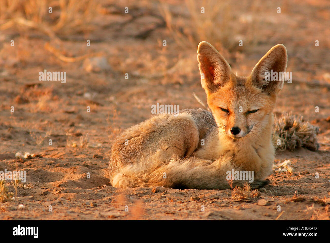 Cape fox stands in the evening sun, Kapfuchs steht in der Abendsonne ...
