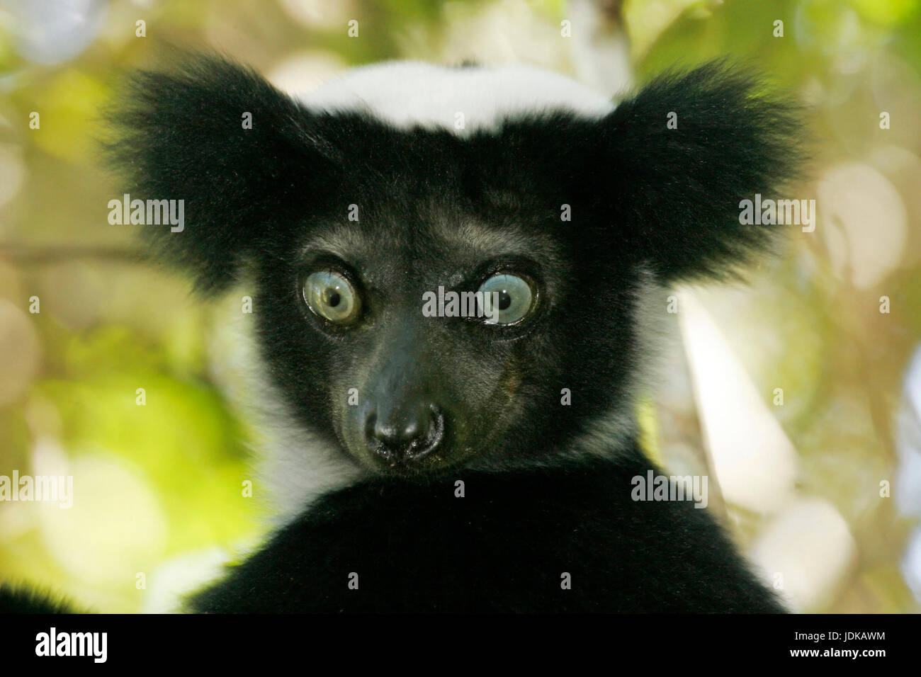 Indri indri indri madagaskar afrika hi-res stock photography and images ...