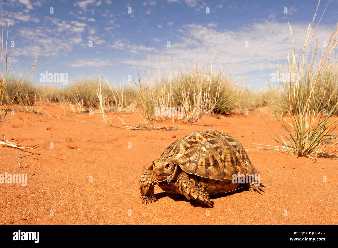 Land tortoise hi-res stock photography and images - Alamy