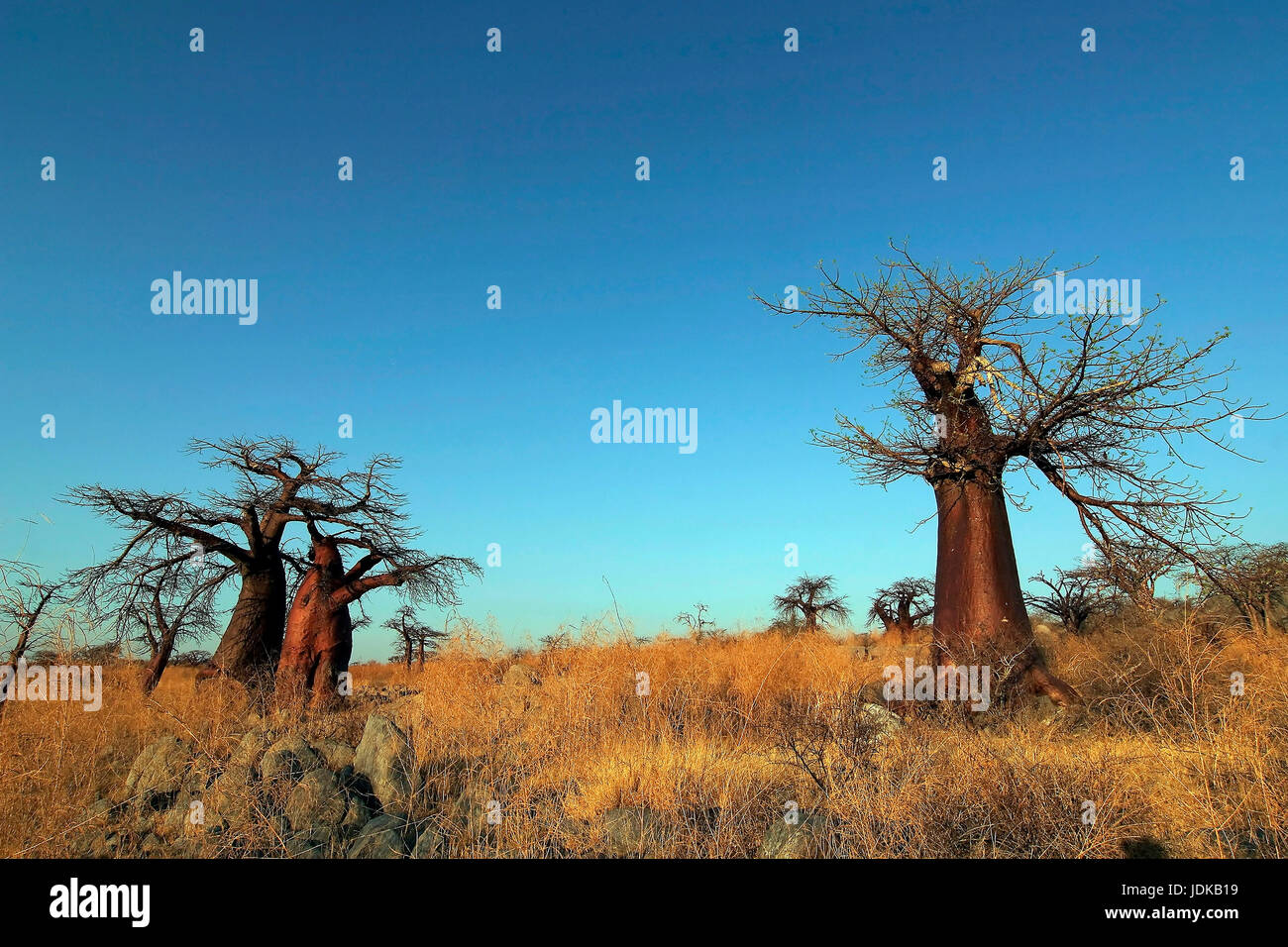 Afrikanischer affenbrotbaum hi-res stock photography and images - Alamy