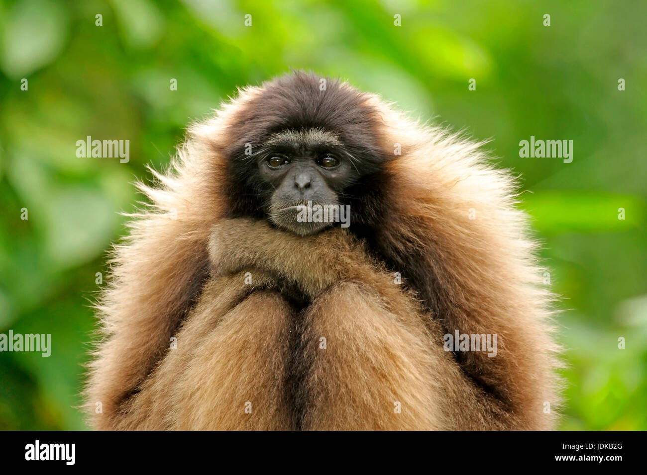 Borneo regenwald hi-res stock photography and images - Alamy