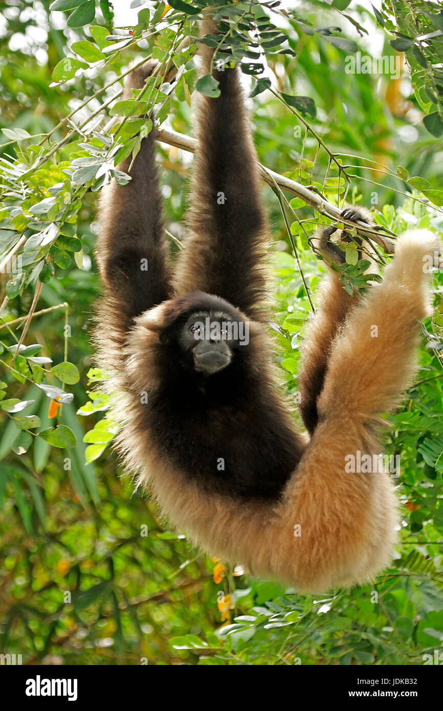 Grey gibbon, Borneo gibbon,, Grauer Gibbon, Borneo Gibbon Stock Photo ...