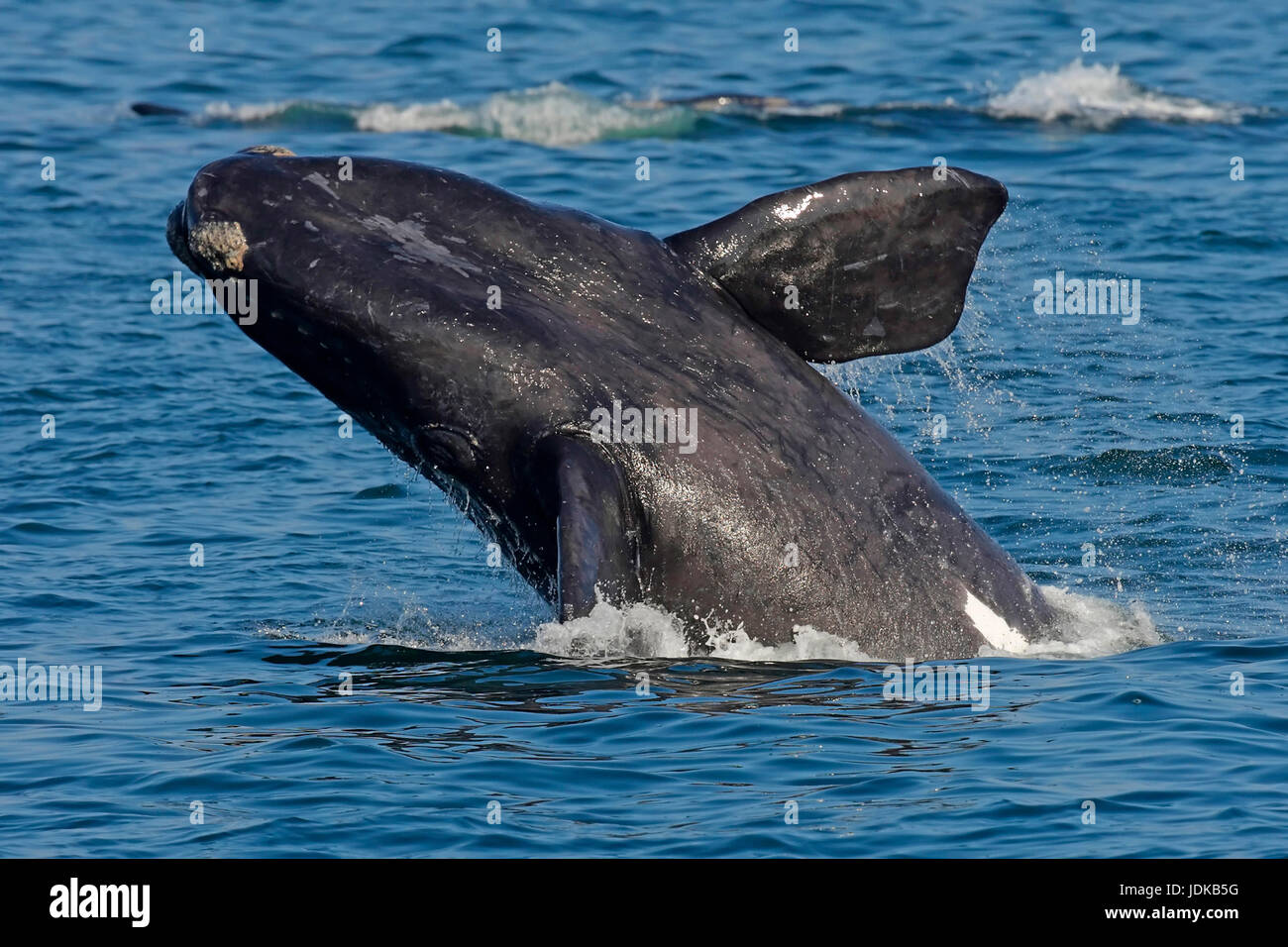 Beard whale jumps out of the water, South Africa, Bartwal springt aus ...