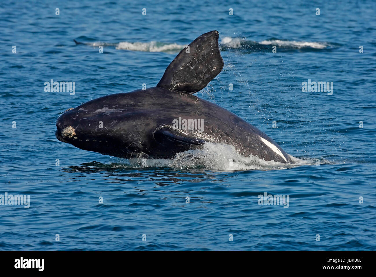 Beard whale jumps out of the water, South Africa, Bartwal springt aus ...