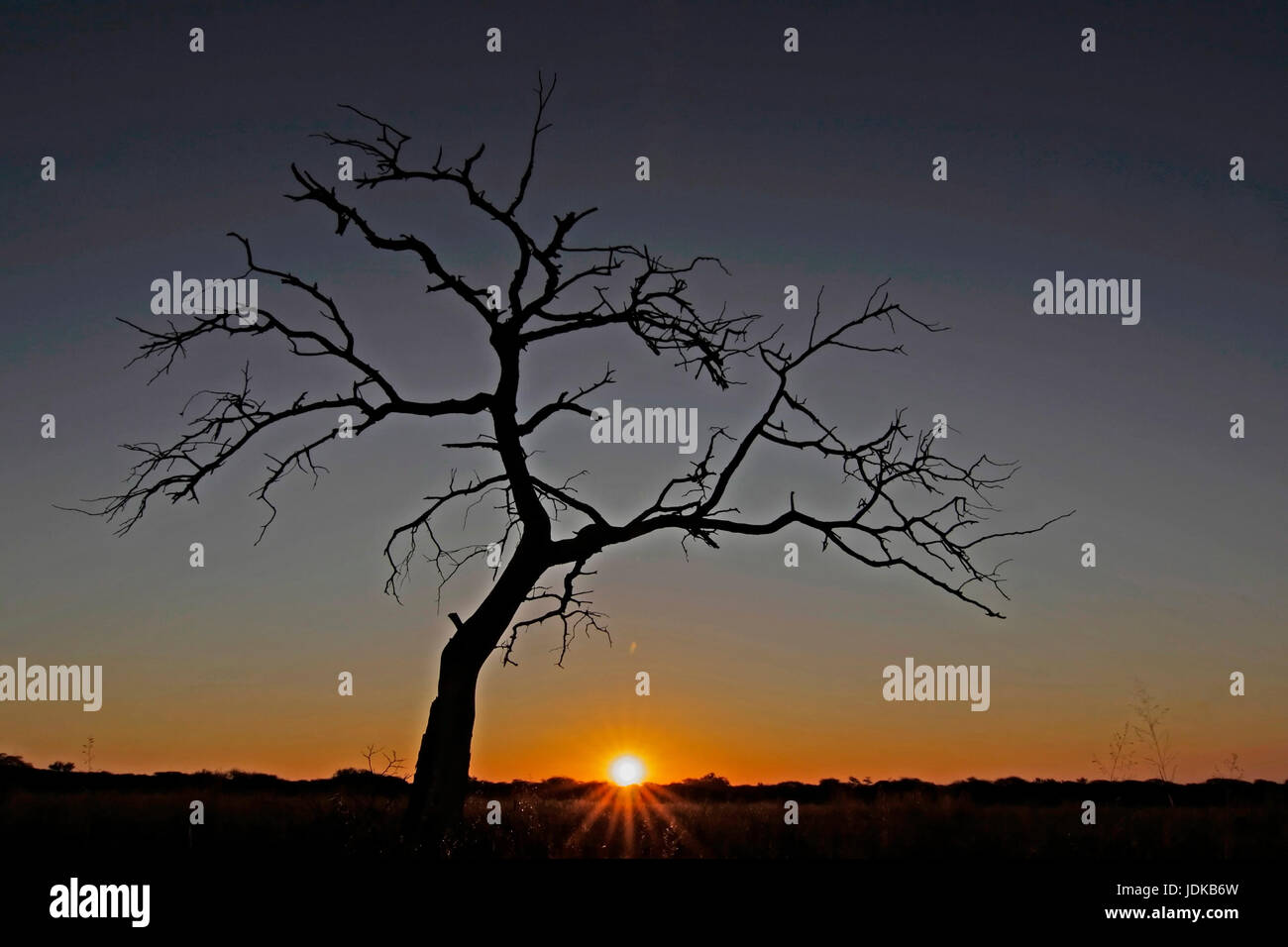 Mokala tree hi-res stock photography and images - Alamy