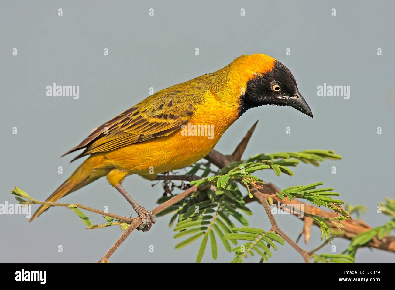 Webervogel hi-res stock photography and images - Alamy