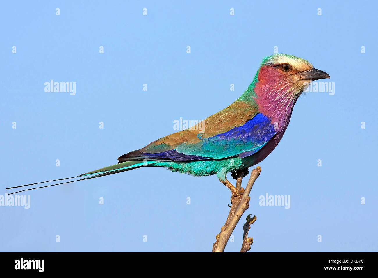 Racke bird hi-res stock photography and images - Alamy