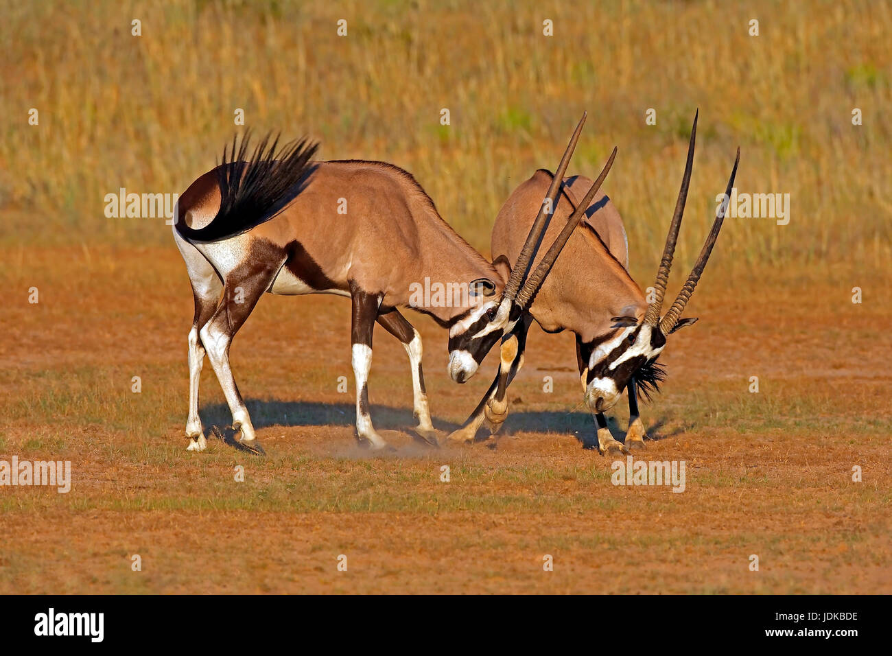 Oryx antelopes hi-res stock photography and images - Alamy