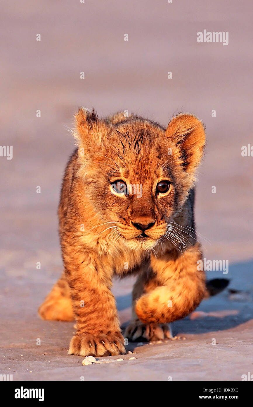 Junger loewe hi-res stock photography and images - Alamy