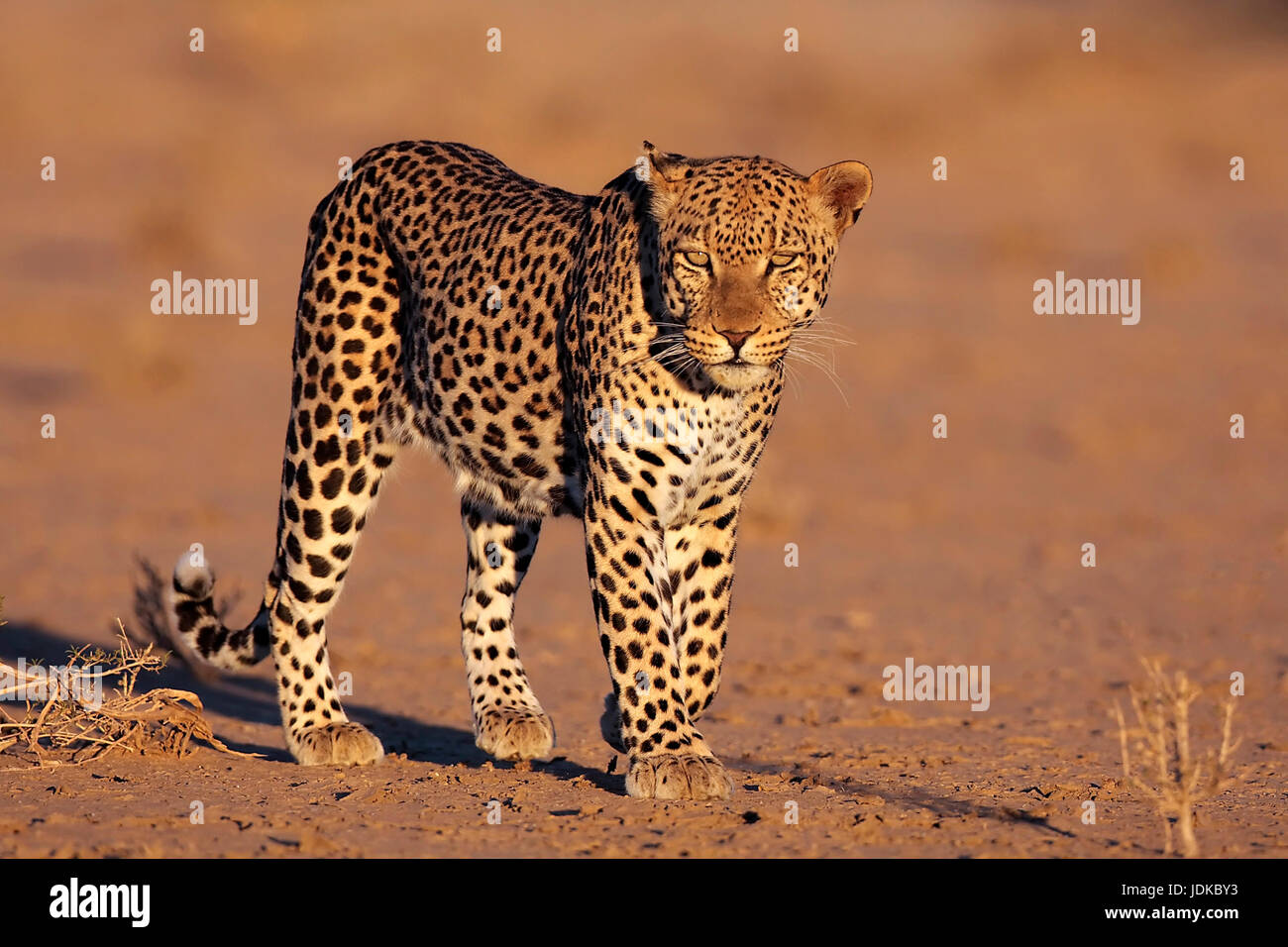 Leopard on food search, Leopard auf Nahrungssuche Stock Photo - Alamy