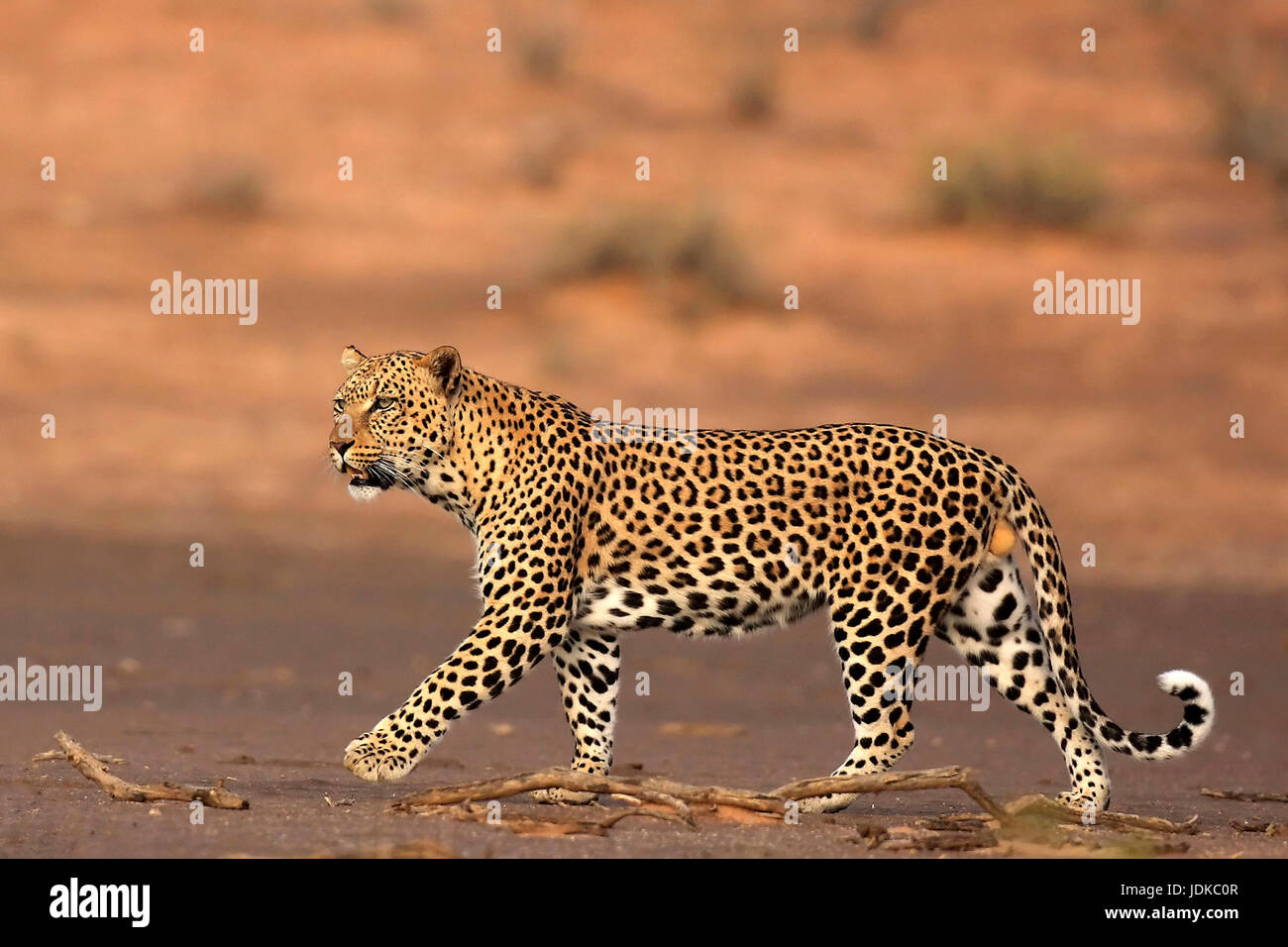 Leopard on food search, Leopard auf Nahrungssuche Stock Photo - Alamy