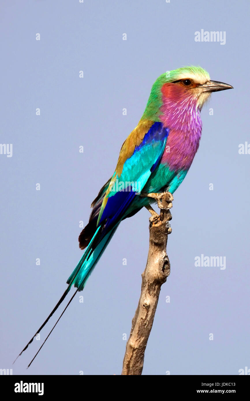 Racke bird hi-res stock photography and images - Alamy
