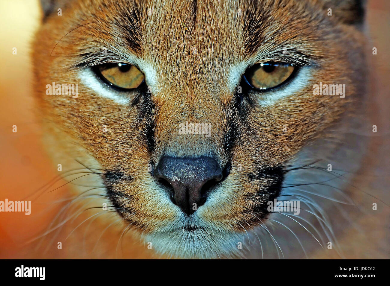 Karakal felis caracal hi-res stock photography and images - Alamy