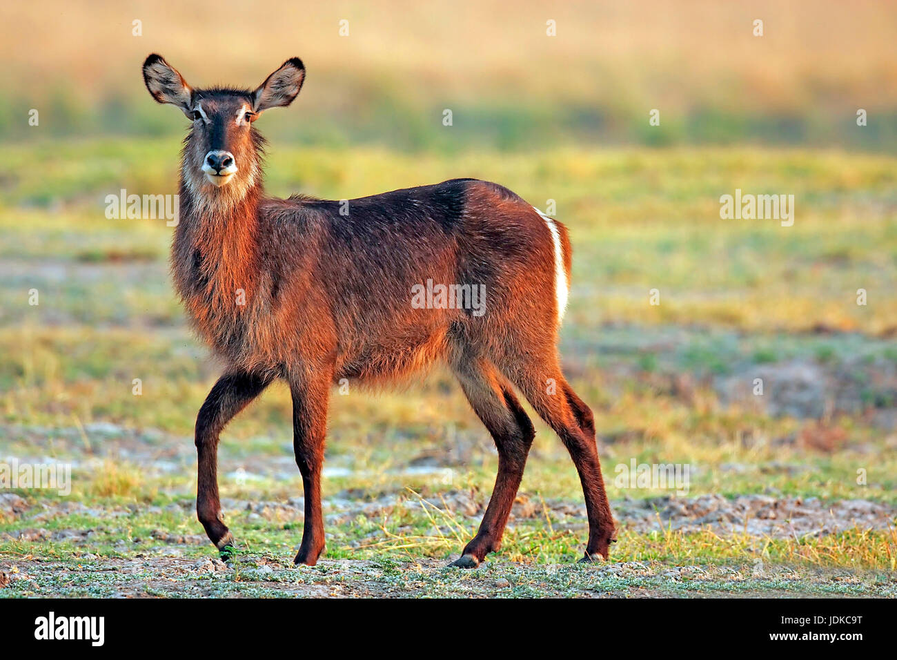 Water goat, common water goat, ellipses-water goat, Wasserbock ...